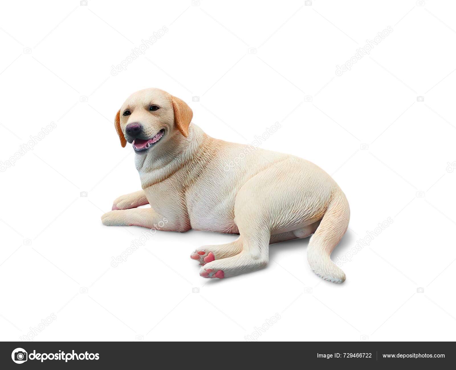 Labrador Retriever Miniature White Background — Stock Photo © Adi4392 ...