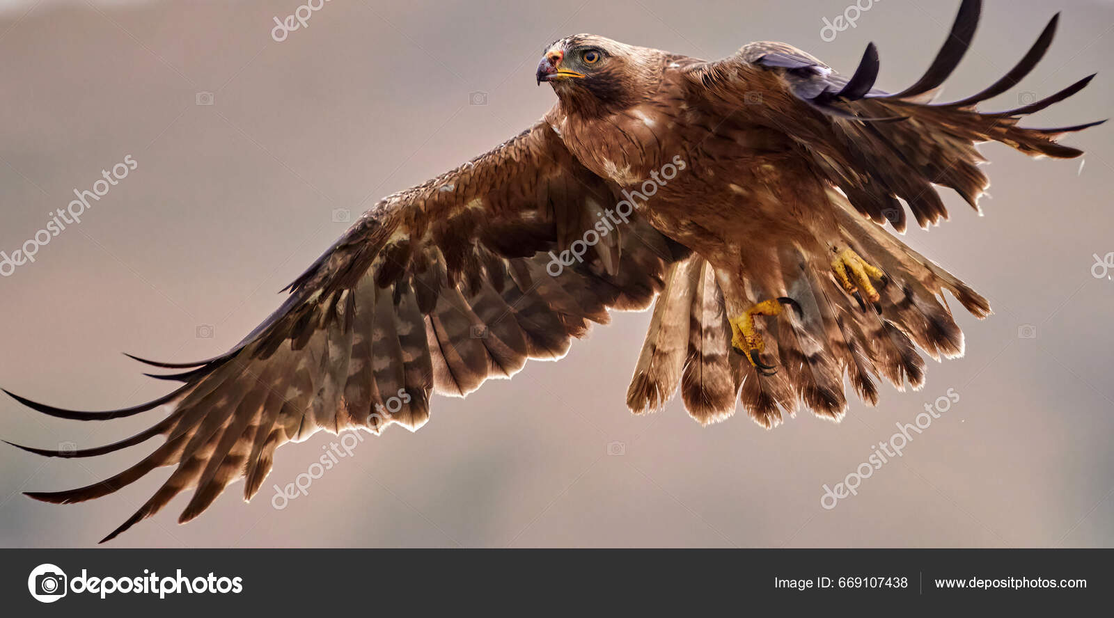 Booted Eagle In Flight