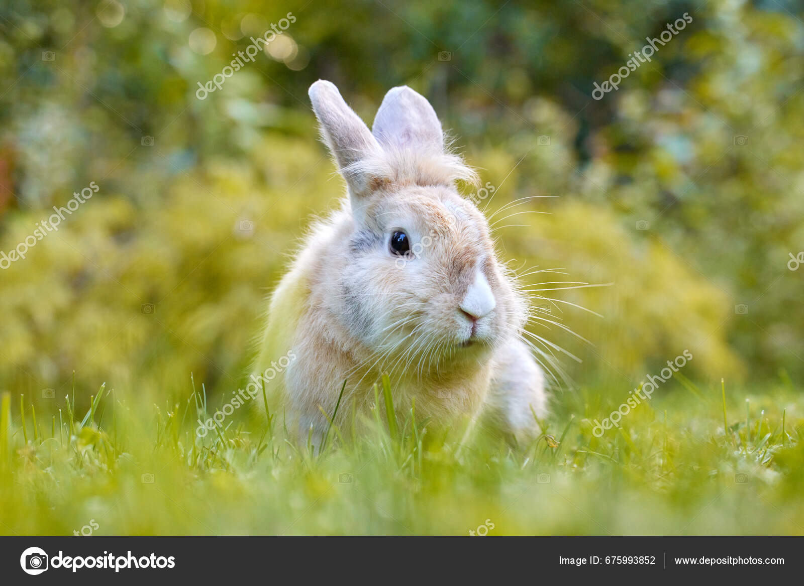 White Brown Baby Bunny Standing Grass Looking Camera Nature Blurred ...