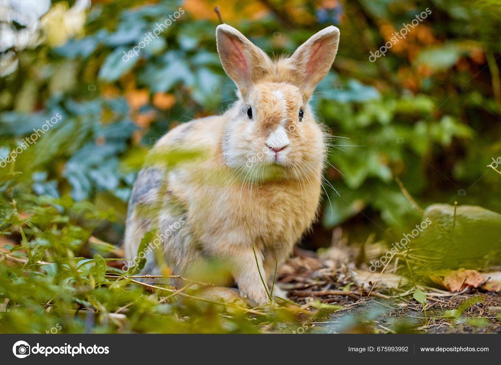 White Brown Baby Bunny Standing Grass Looking Camera Nature Blurred ...