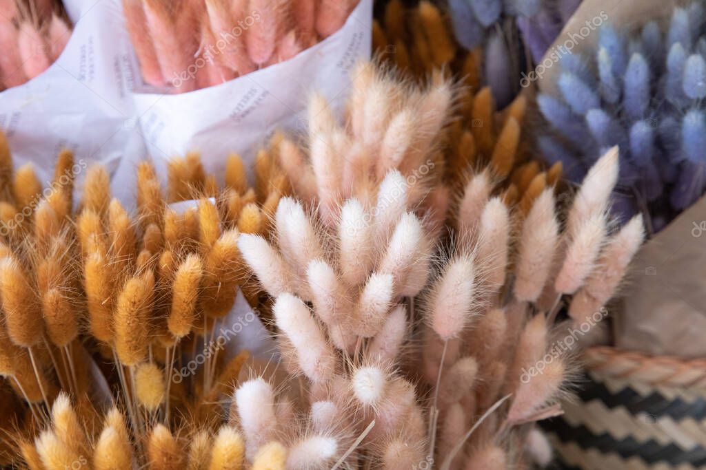 Hierba ornamental seca Lagurus Ovatus o rabos de conejo o plantas de pompón bronceado en la ...