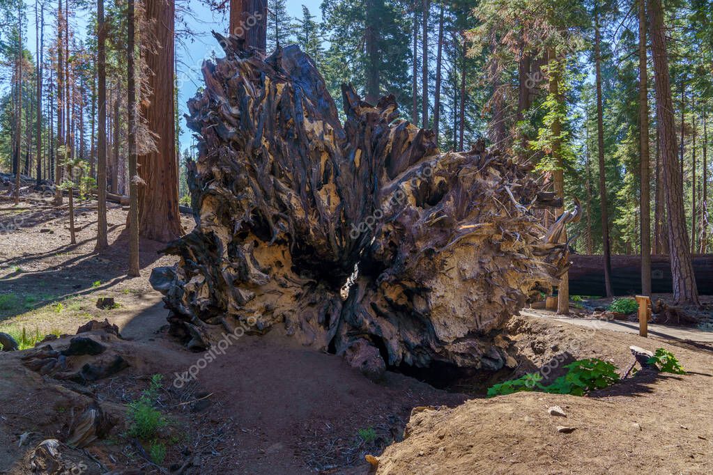 Árbol de secuoya gigante desarraigado con raíces expuestas y mostrando ...