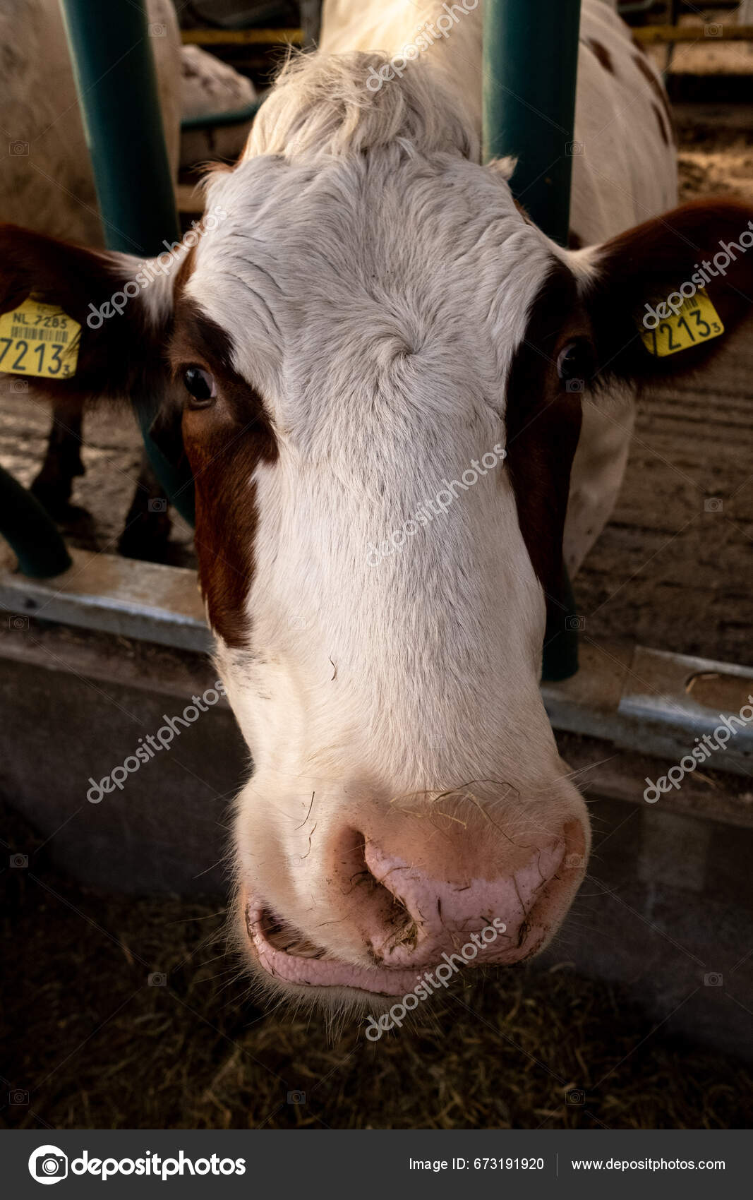 Dairy Cows Seen Experimental Floating Farm Port Rotterdam System Adapt ...