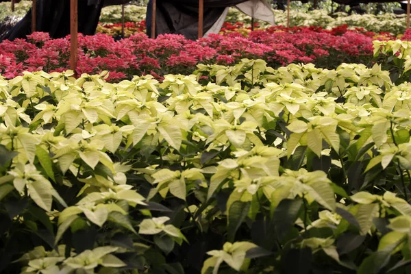 Carnival plants Stock Photos, Royalty Free Carnival plants Images ...