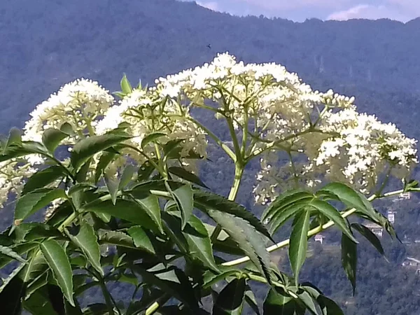 Mountain tree flower Stock Photos, Royalty Free Mountain tree flower ...