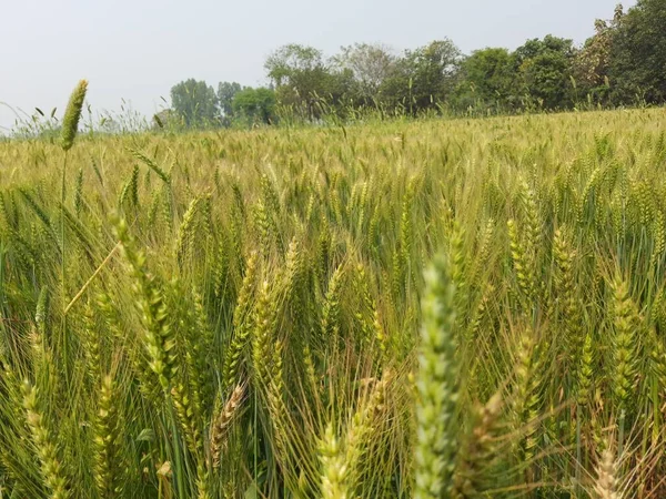 Wheat cultivation in india Stock Photos, Royalty Free Wheat cultivation in india Images ...