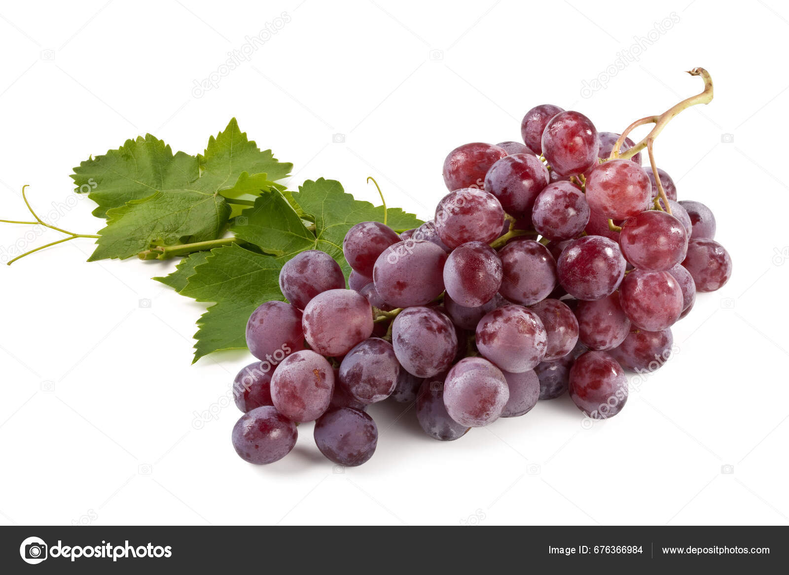 Red Grapes Leaves Isolated White Background — Stock Photo © ItalianFood #676366984
