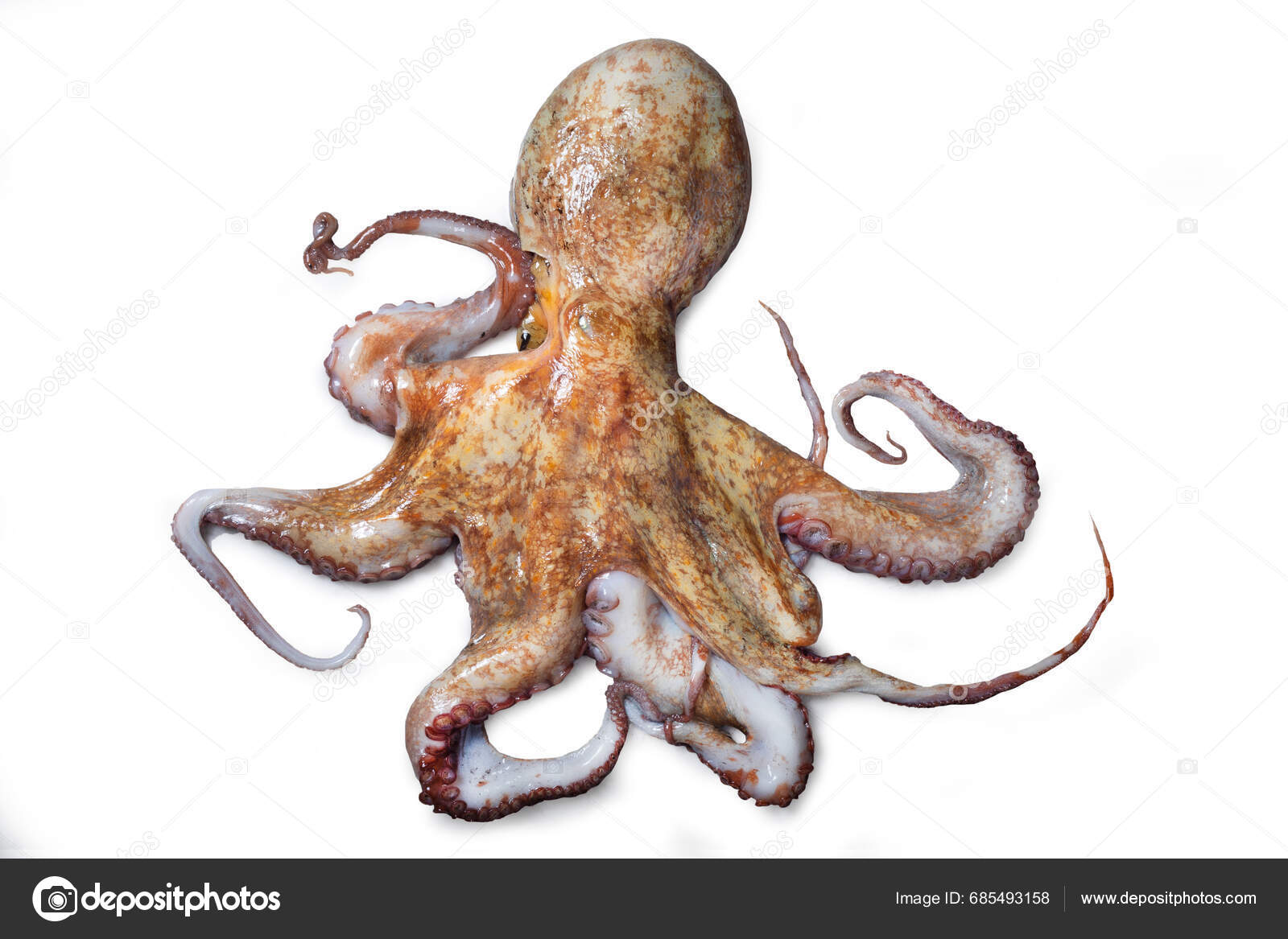 Octopus Full Body Isolated White Background Tentacles Displayed Fresh ...