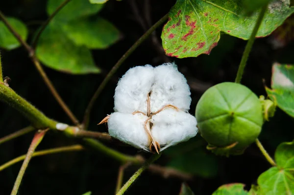 Green cotton boll on plant. Hanging cotton boll. Cotton plant. Green ...