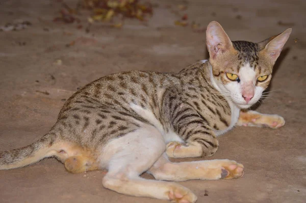 Fotos de Arabian wild cat, Imagens de Arabian wild cat sem royalties ...