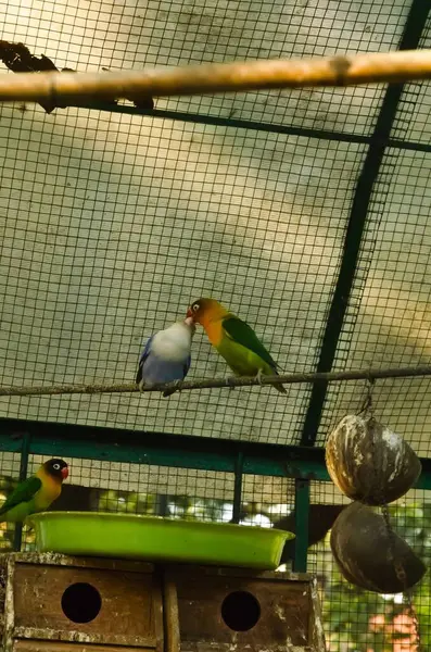 Imágenes de Menki rojer a bira malu libres de derechos | Depositphotos