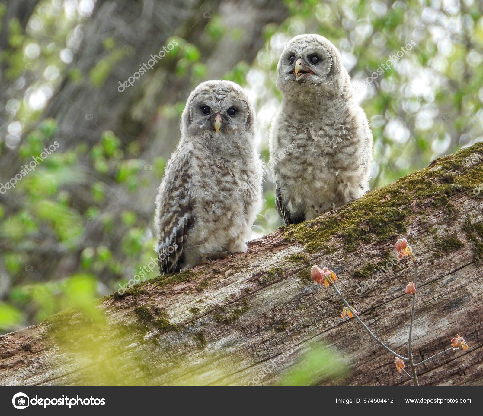 Barred Owl Strix Varia North American Bird Prey — Stock Photo © WheresWildlife #674504412