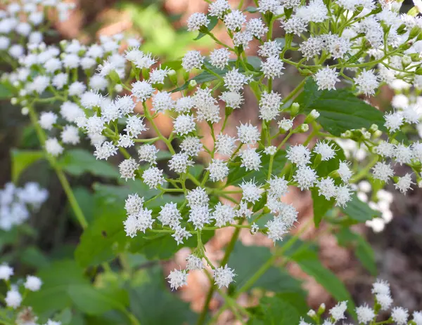 Bouton snakeroot Stock Photos, Royalty Free Bouton snakeroot Images ...