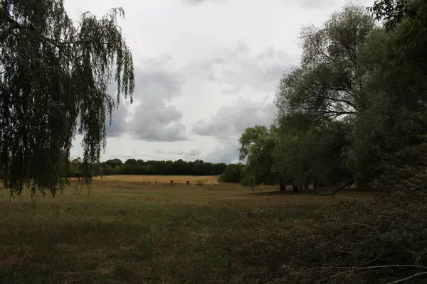 Madeira campo Stock Photos, Royalty Free Madeira campo Images ...