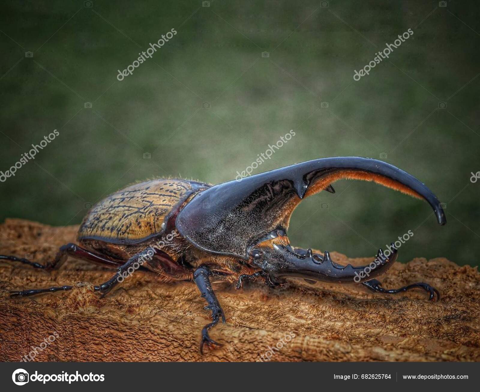 Dynastes Hércules Escarabajo Hércules: fotografía de stock © bangdiki ...