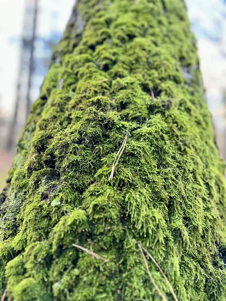 green moss on tree trunk, Wooden, macro photo moss, botanical, parks ...