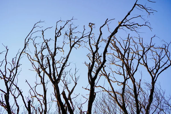 Dying trees Stock Photos, Royalty Free Dying trees Images | Depositphotos
