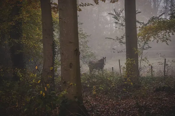Signore della foresta images libres de droit, photos de Signore della ...