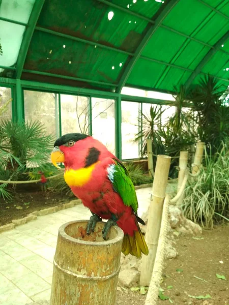 Parrot house Stock Photos, Royalty Free Parrot house Images | Depositphotos