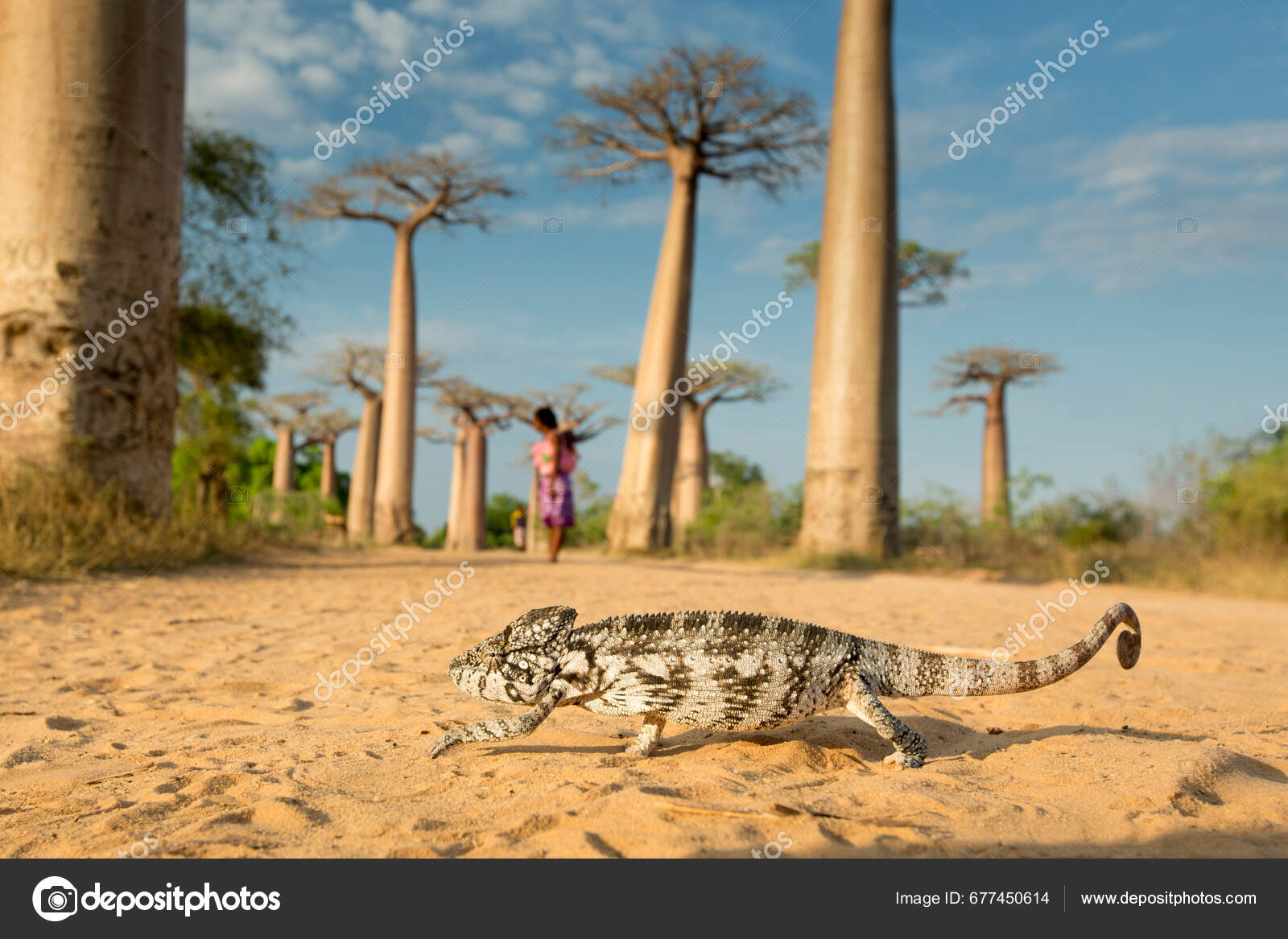 Panther Chameleon Most Famous Baobab Alley Spectacular Trees Madagascar ...