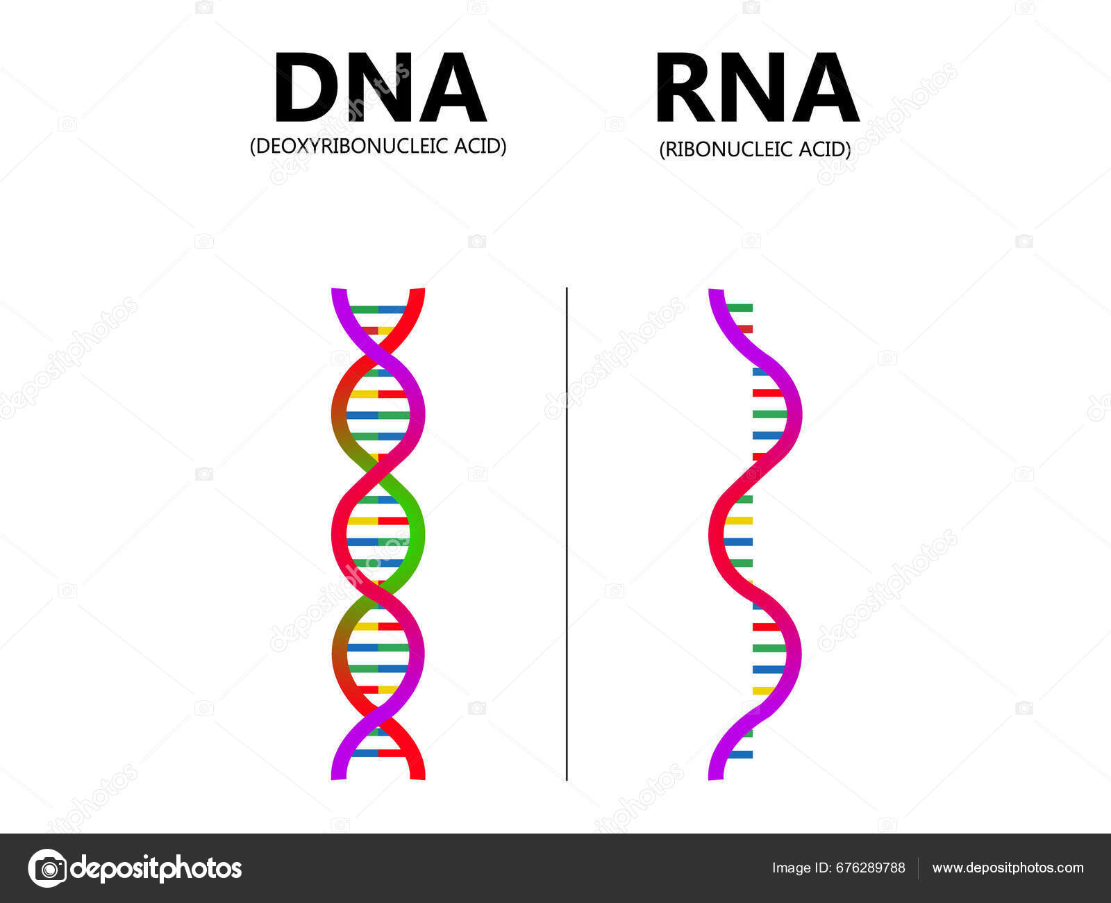 Adn Arn Ilustración Vectorial Diagrama Explicación Del Ácido Genético ...