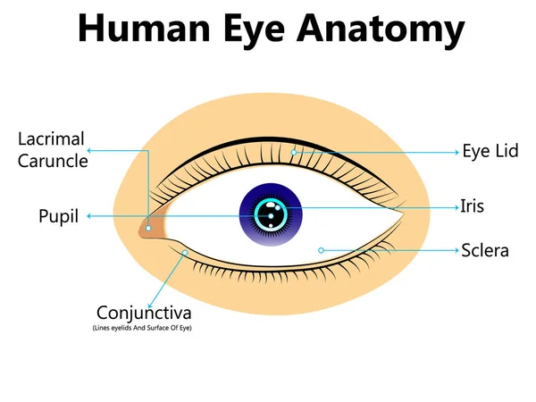 Eyeball Diagram Front