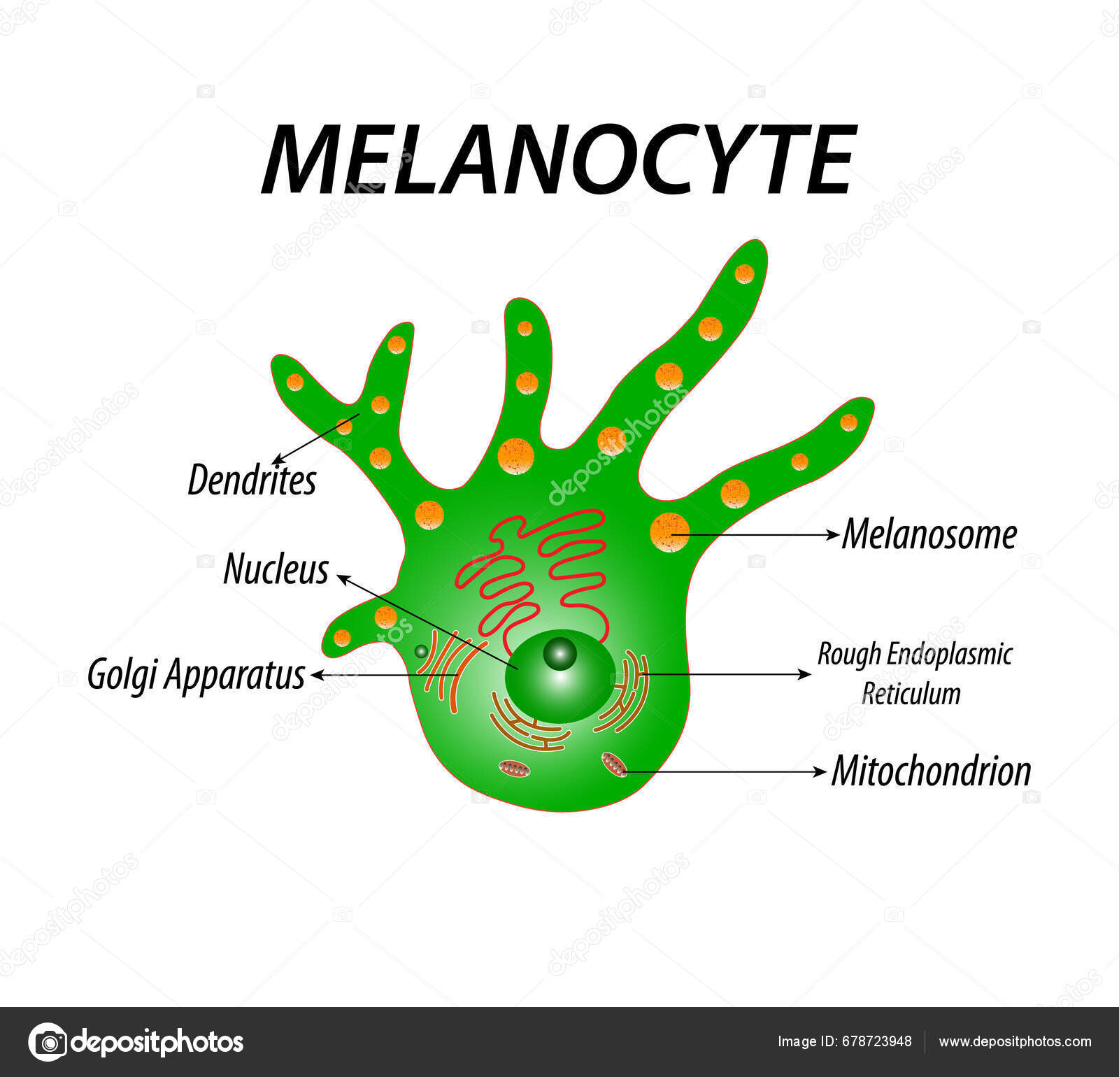 Melanocyte Structure Anatomy Melanin Producing Cells Melanin Pigment ...