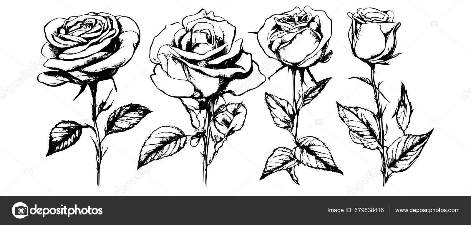 Hand Drawn Rose Vector Beautiful Flower Transparent Background Rose ...