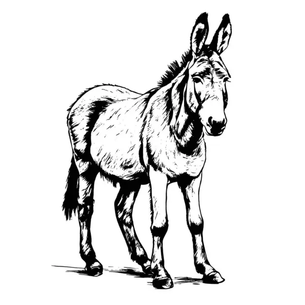 100,000 Donkey sitting Vector Images | Depositphotos