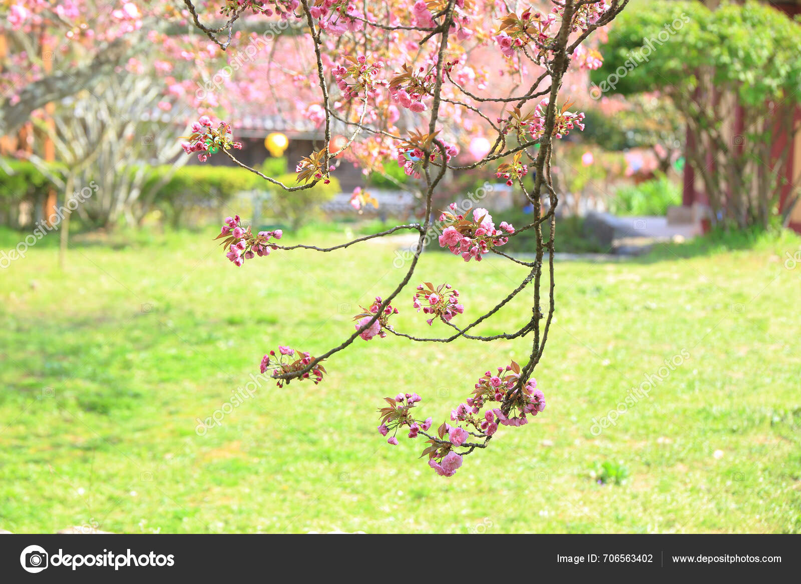 Spring Scenery Seonamsa Temple Suncheon Korea Double Cherry Blossoms ...