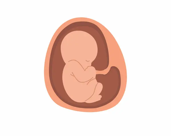 Desarrollo embrionario Imágenes Vectoriales, Gráfico Vectorial de ...