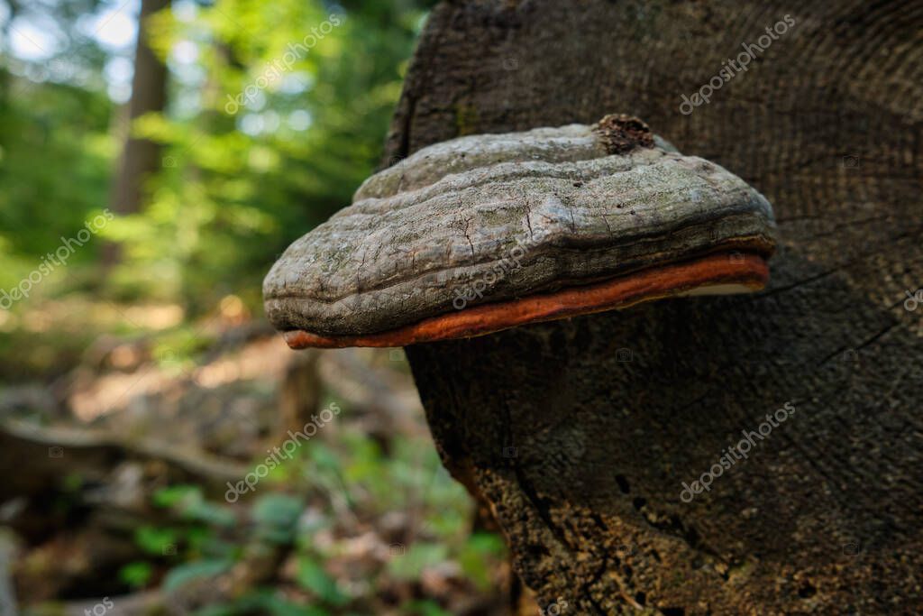 Champiñones en un árbol. Hongos yesca o comúnmente también llamados ...
