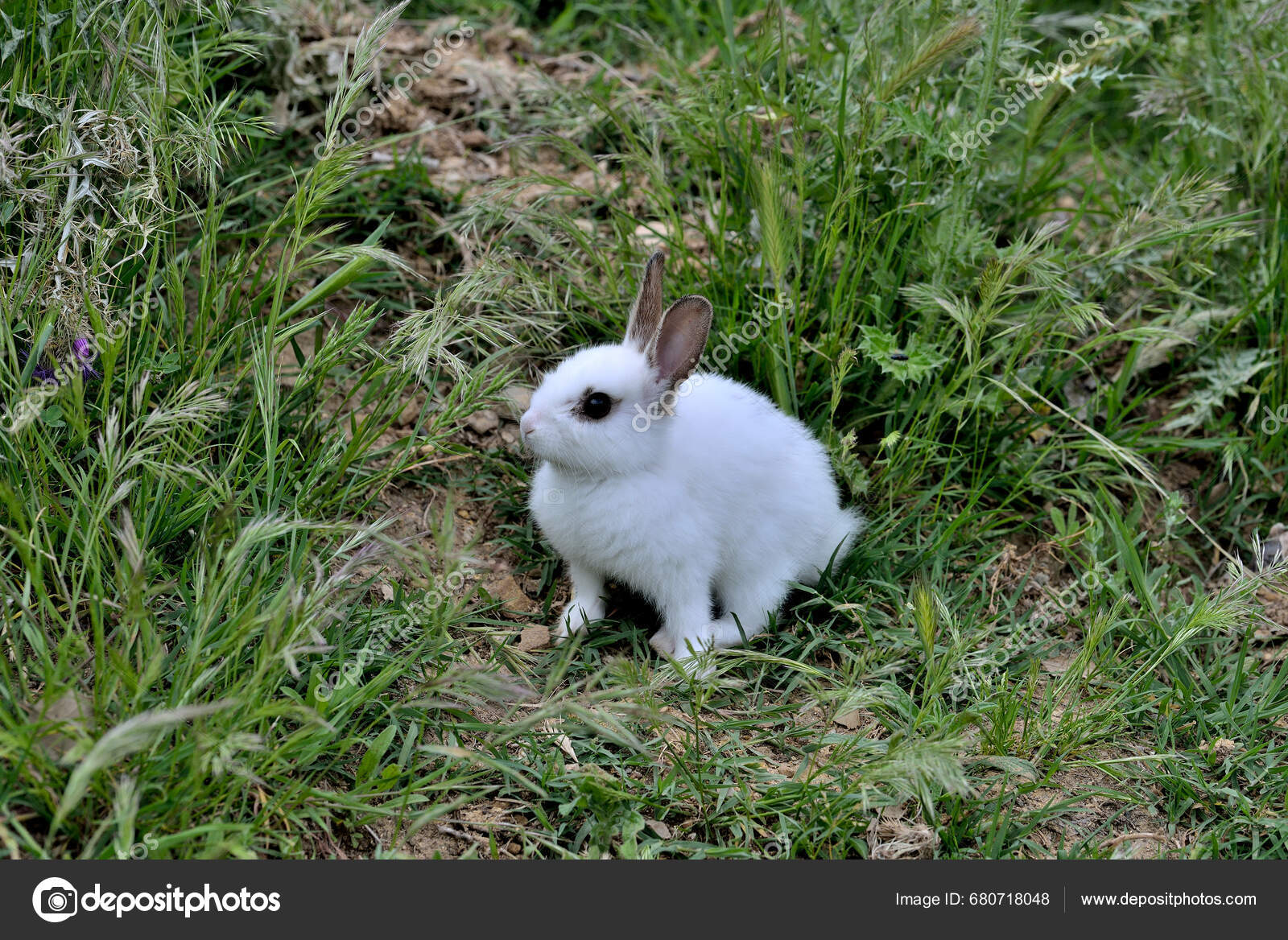 Little White Rabbit Grass Oryctolagus Cuniculus — Stock Photo © 1231963 ...
