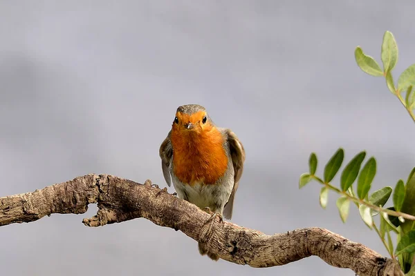 Robin comum Stock Photos, Royalty Free Robin comum Images | Depositphotos