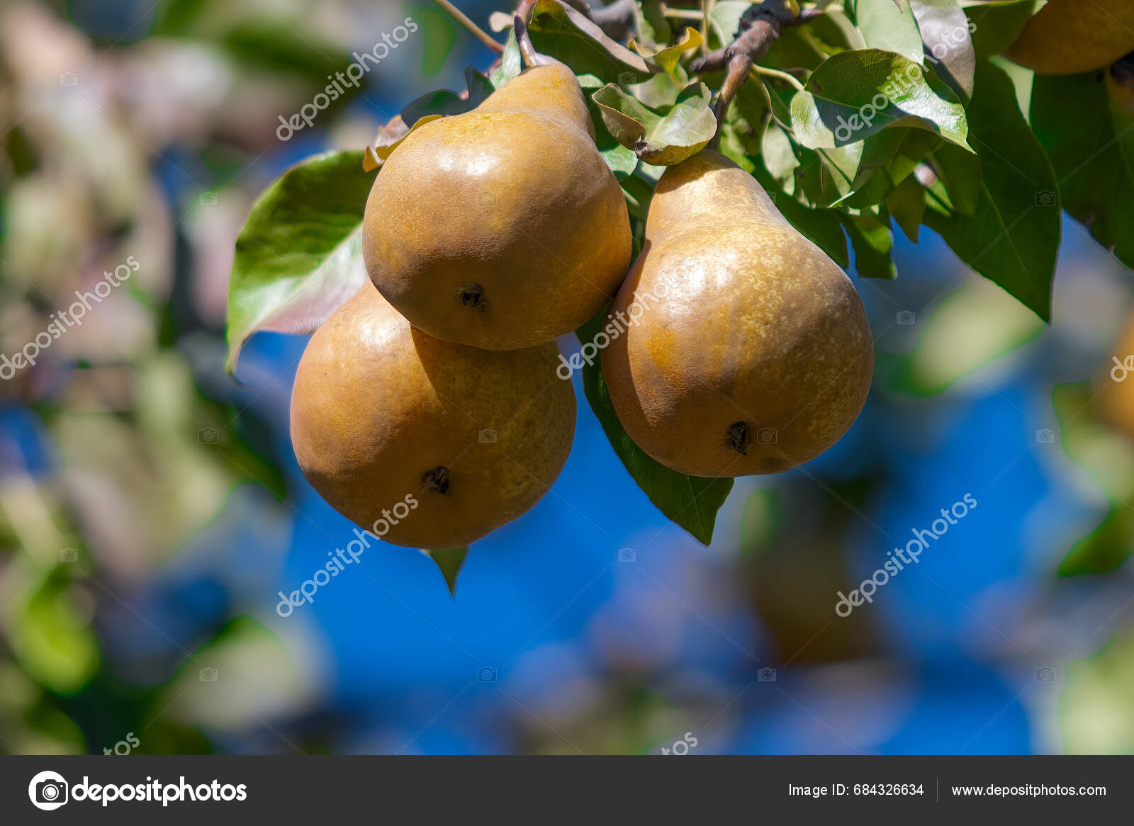 Close Three Golden Bosc Pears Tree Blue Sky Leaves Background Stock ...