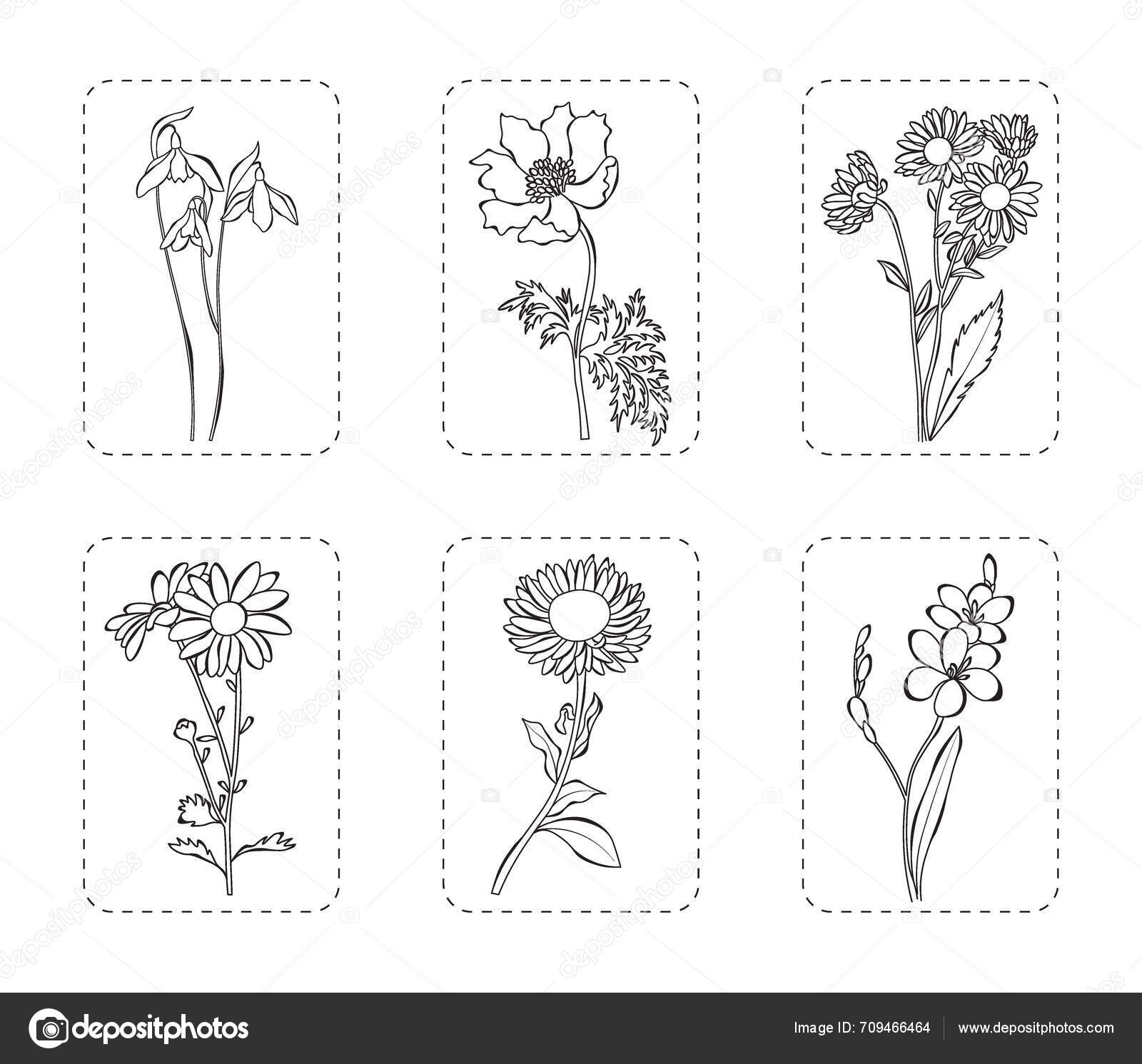 Set Flowers Vector Illustration Botanical Flowers Outline Leaves ...