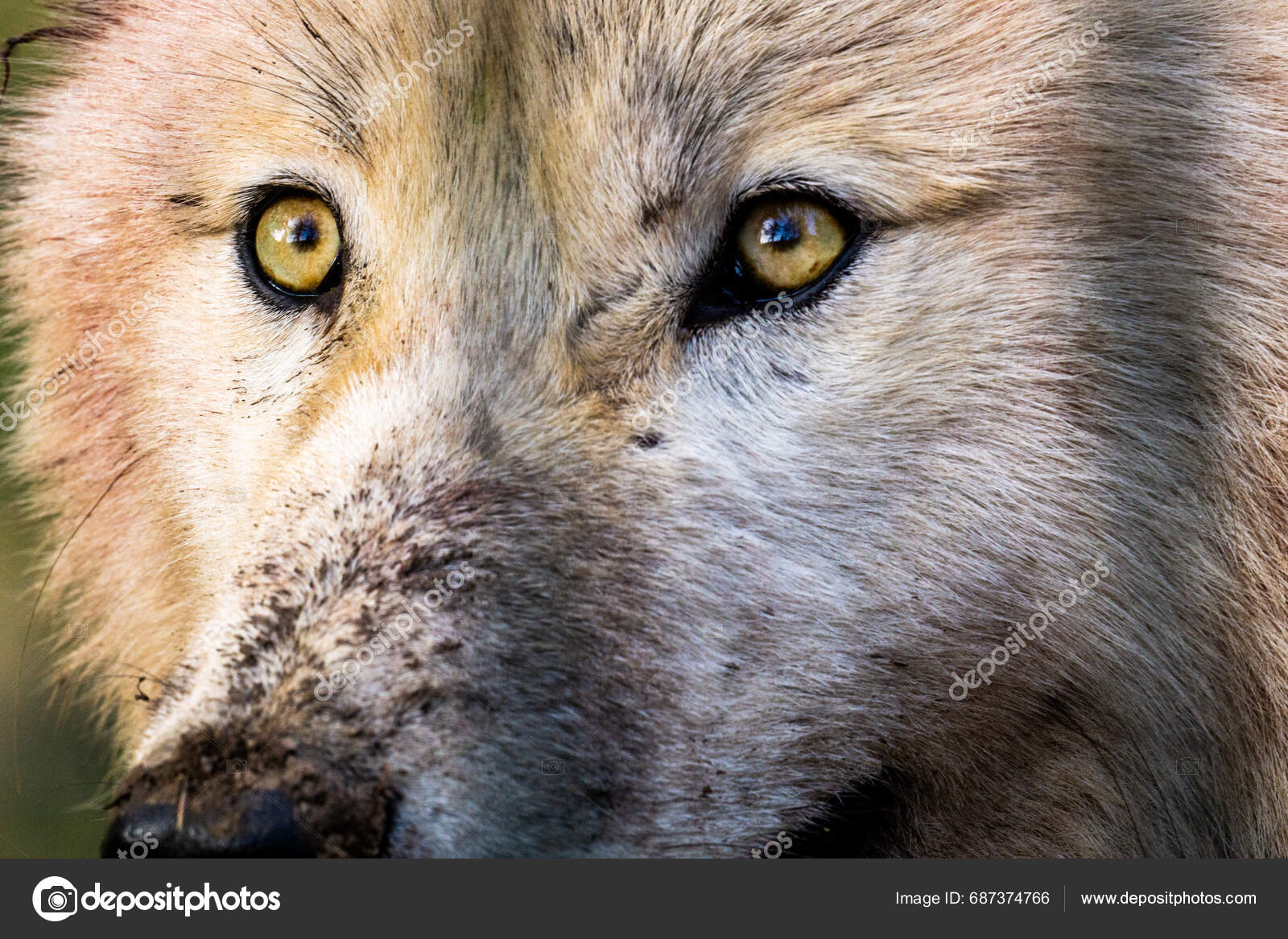 Close Eyes Arctic Wolf Canis Lupus Arctos Stock Photo by ...