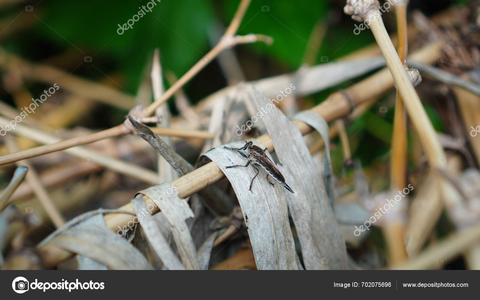 Promachus Vertebratus Perches Dry Leaf Has Brown Slender Body Pointed ...