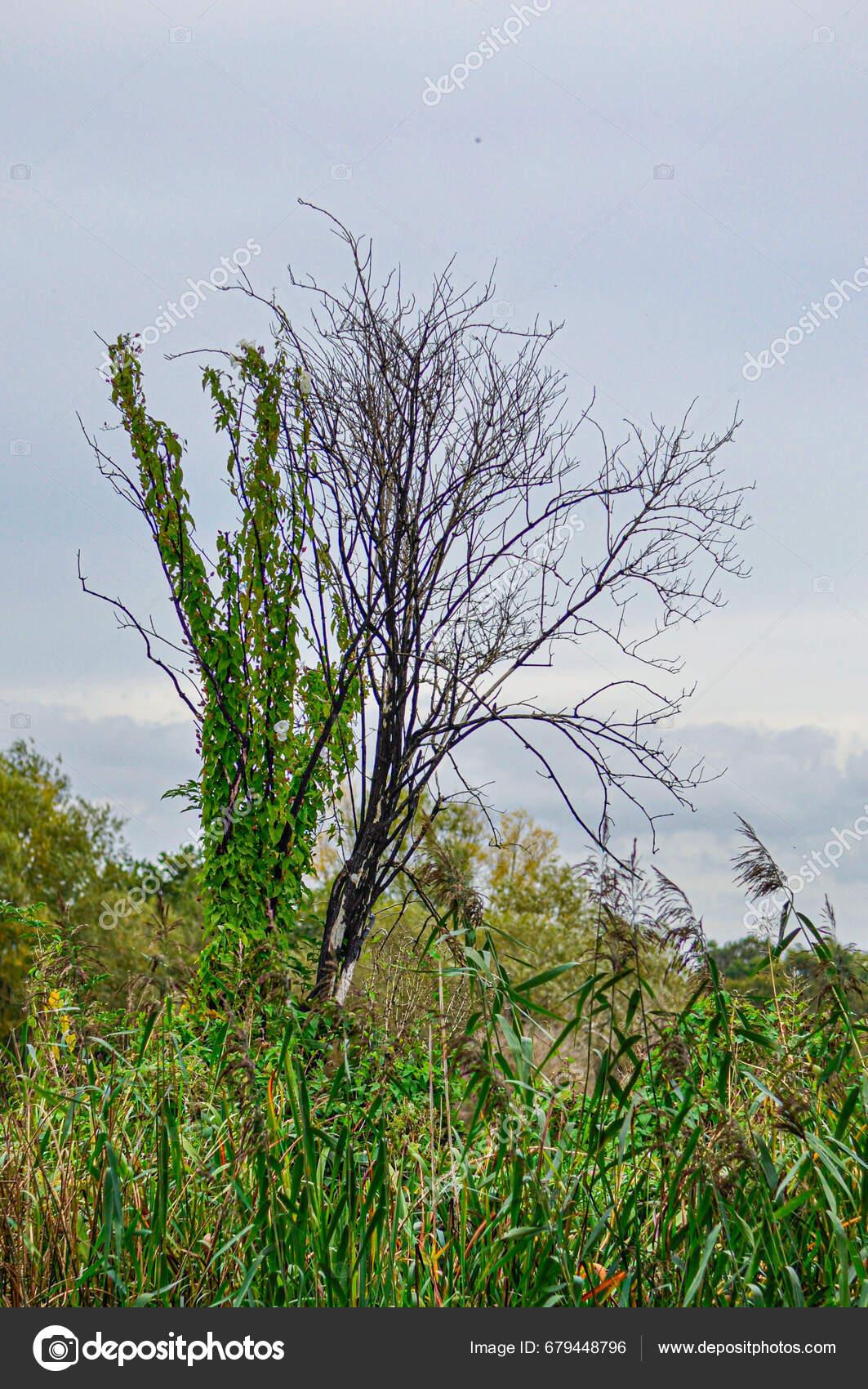 Tree Half Affected Fire Countryside Photo Stock Photo by ©Mind8 679448796
