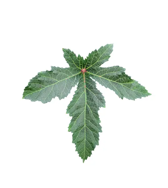 Fotos de Feuille de cassis isolé, Imagens de Feuille de cassis isolé ...