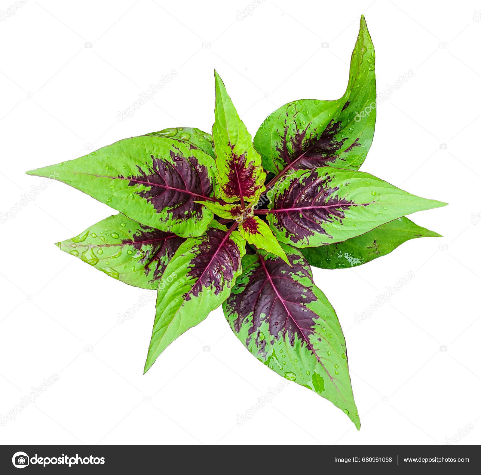 Cockscomb Flower Tree Green Leaf Isolated Png Transparent Background ...