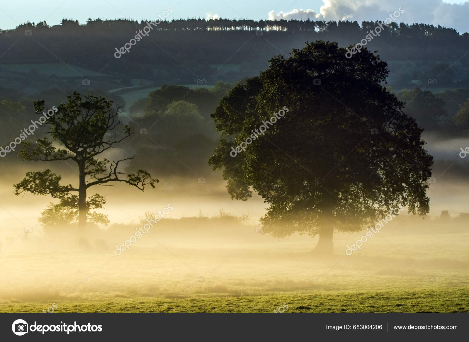 Golden Sunrise Mist Rising Devon Countryside Dawn Breaks Rural Setting ...