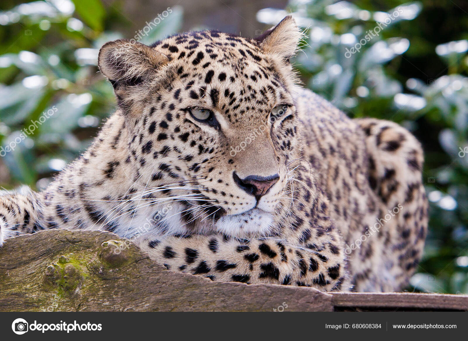 Amur Leopard Close Portrait — Stock Photo © TYRERPIX #680608384