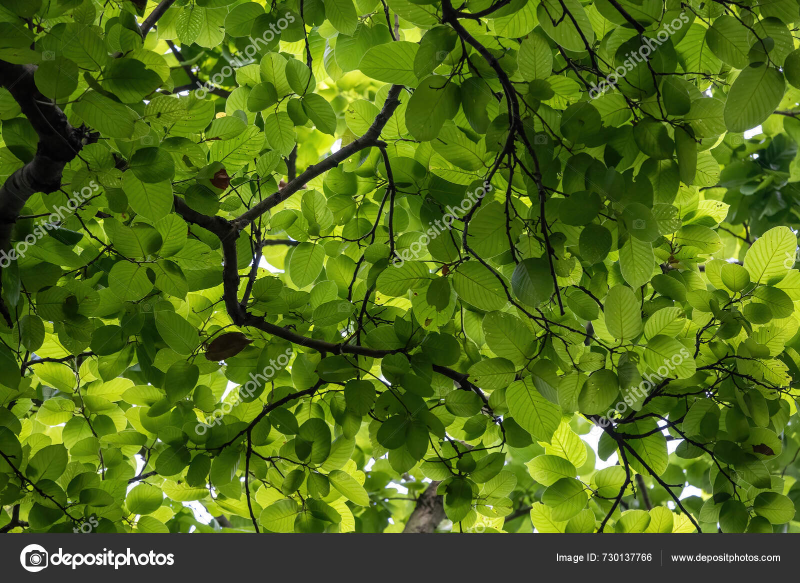 Sal Tree Shorea Robusta Leaves Background Also Known Sakhua Shala ...
