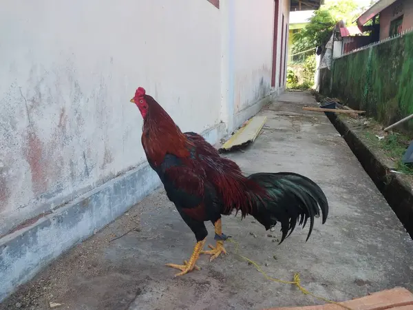 free-range chickens or local chickens that are raised at home in the ...