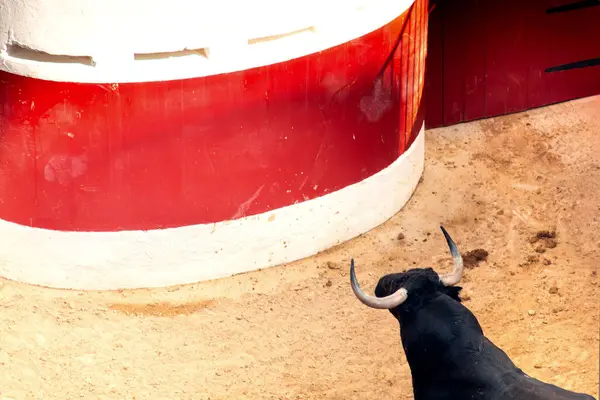 Por que los toros odian el color rojo fotos de stock, imágenes de Por ...
