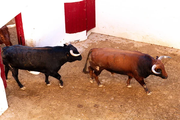 Byki farmie w hiszpanii Stock Photos, Royalty Free Byki farmie w ...