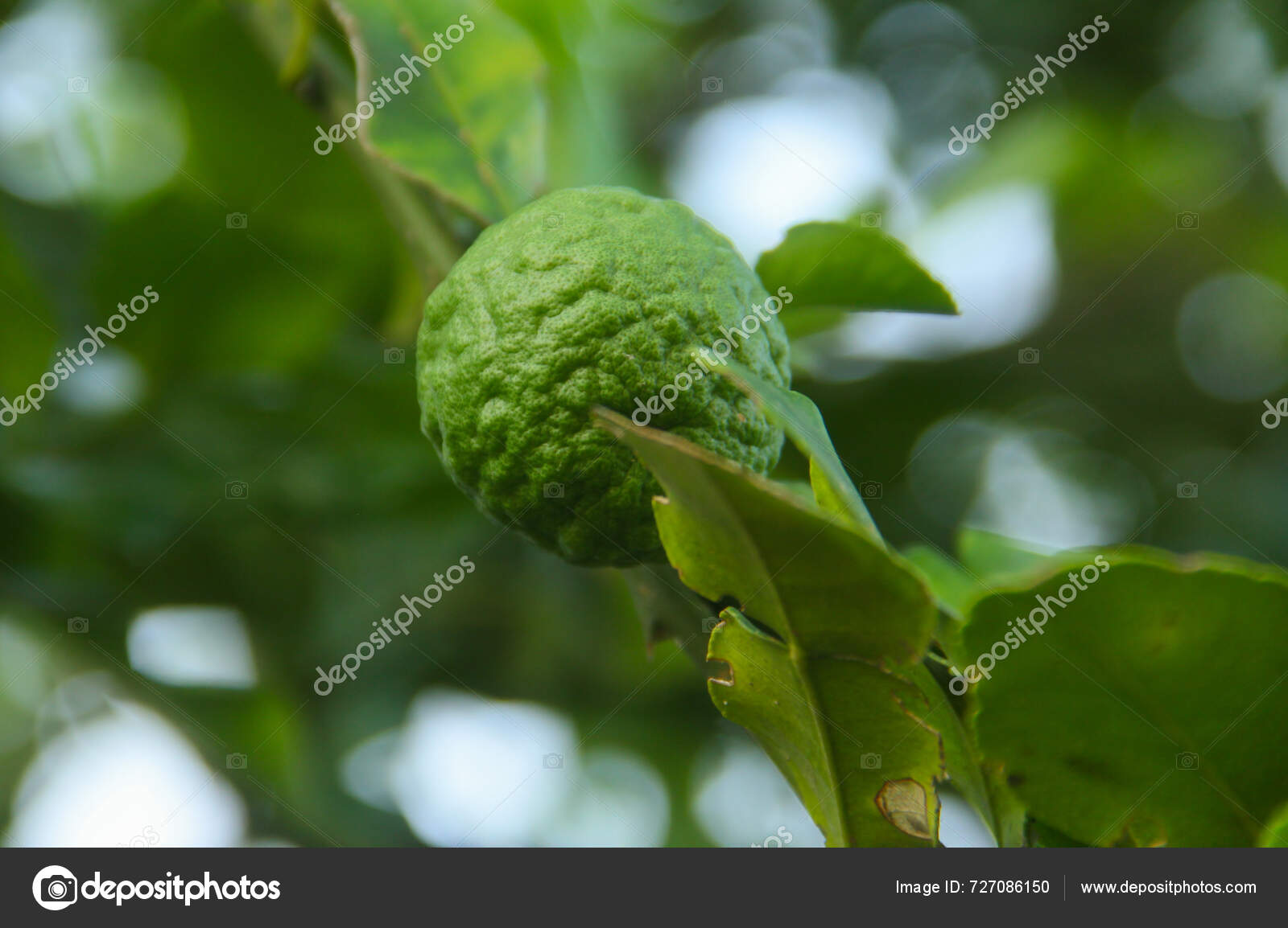 Green Kaffir Lime Fruit Still Tree Shines Beautiful Morning Sunlight ...