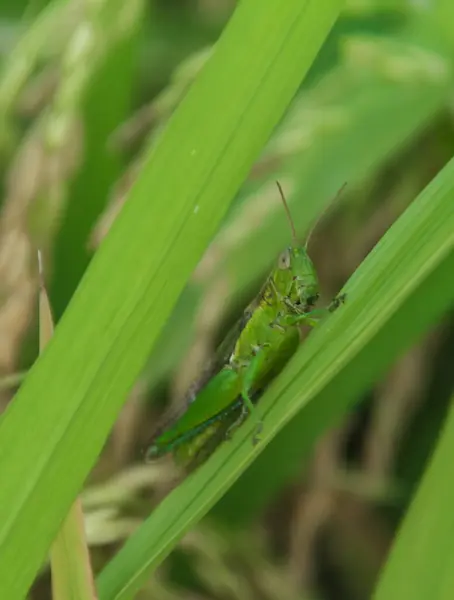 Imagens de Gafanhoto de arroz sem royalties | Depositphotos
