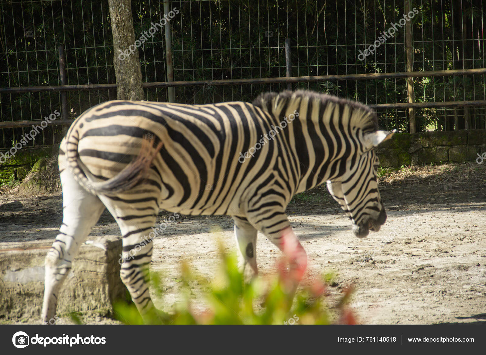 Equus Quagga Zebra Pair Zebras Live Enclosure Zoo — Stock Photo ...